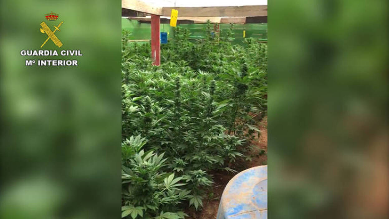 Desmantelan dos plantaciones de marihuana en Fuerteventura | Canarias7