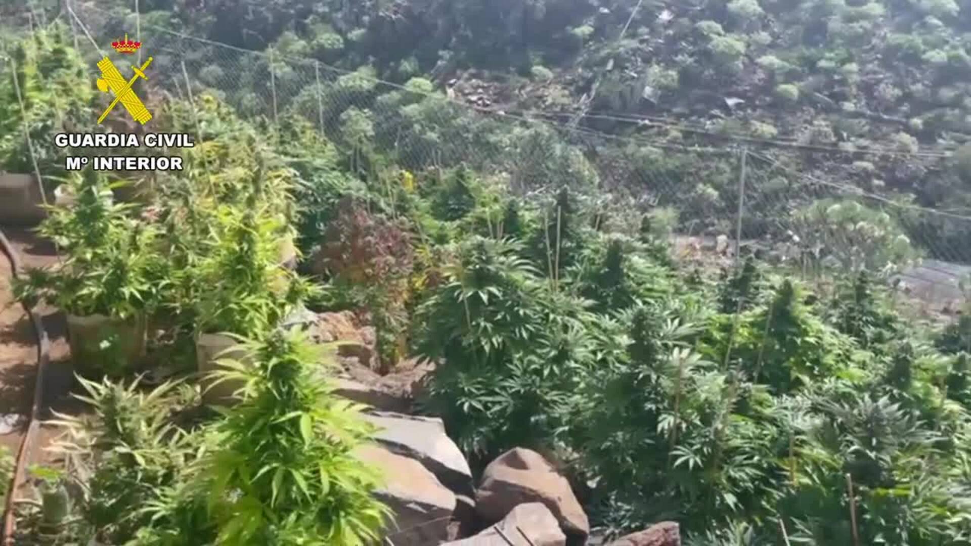 Desmantelan una plantanacion de marihuana en Guía de Isora | Canarias7