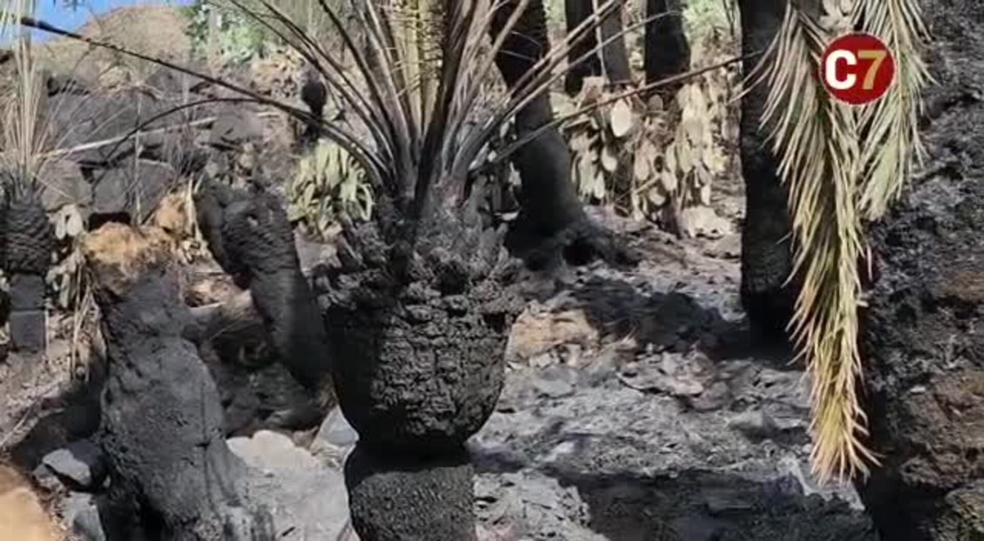 Pedro Falcón, el vecino de Fataga que alertó del fuego | Canarias7