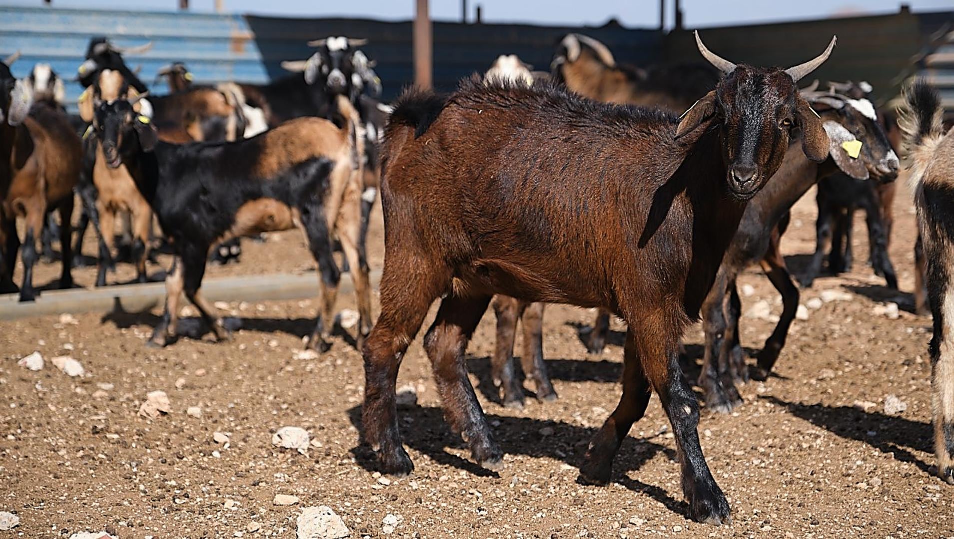 La genética de la cabra majorera podrá exportarse al mundo | Canarias7