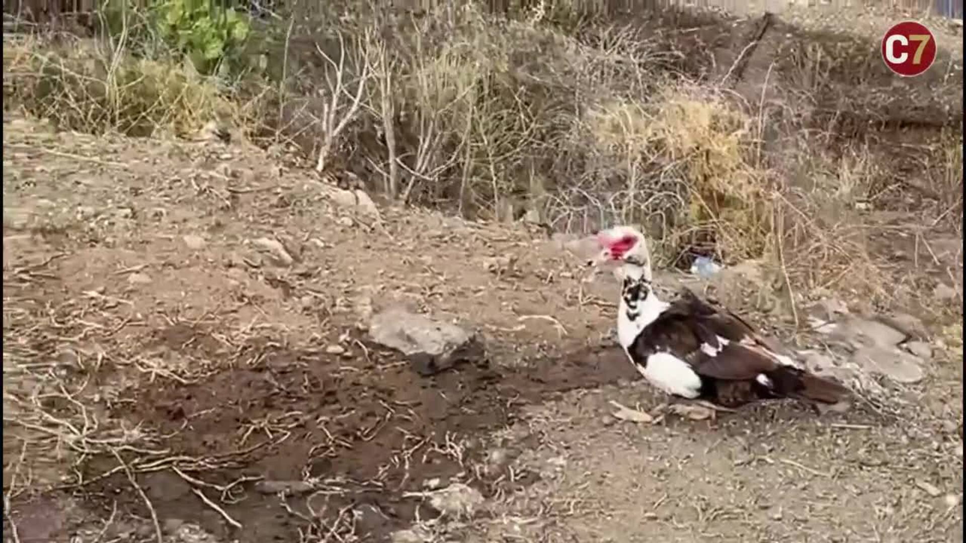 Los patos de San Lorenzo | Canarias7