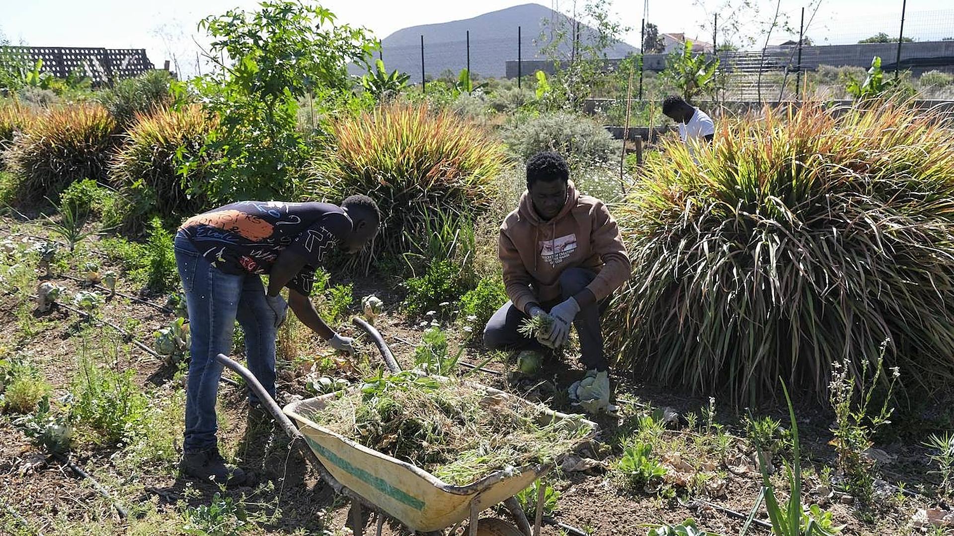 La finca canaria en la que migrantes africanos labran su deseo de salir ...