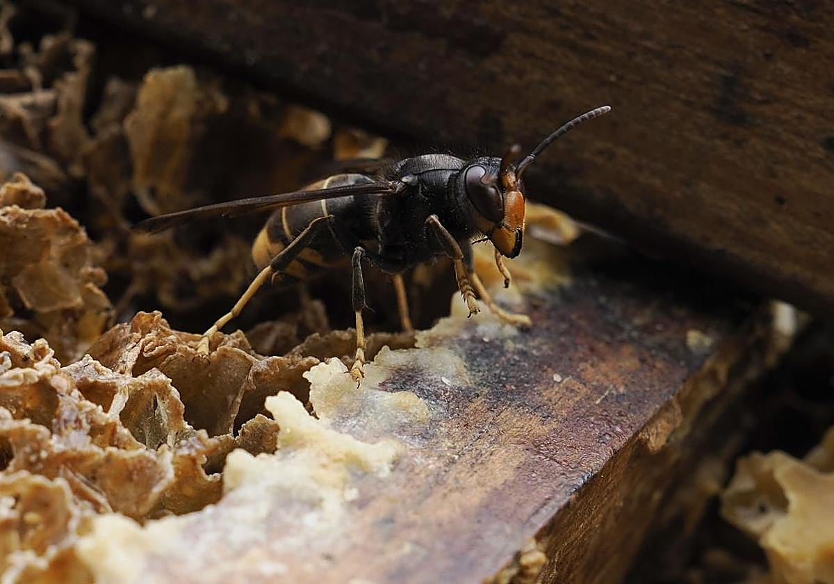 Aluvión de avisos por la avispa asiática en Las Palmas de Gran Canaria ...