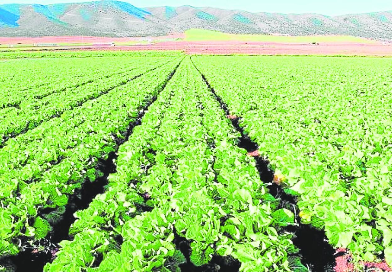 El sector agroalimentario se afianza como motor de la economía andaluza ...