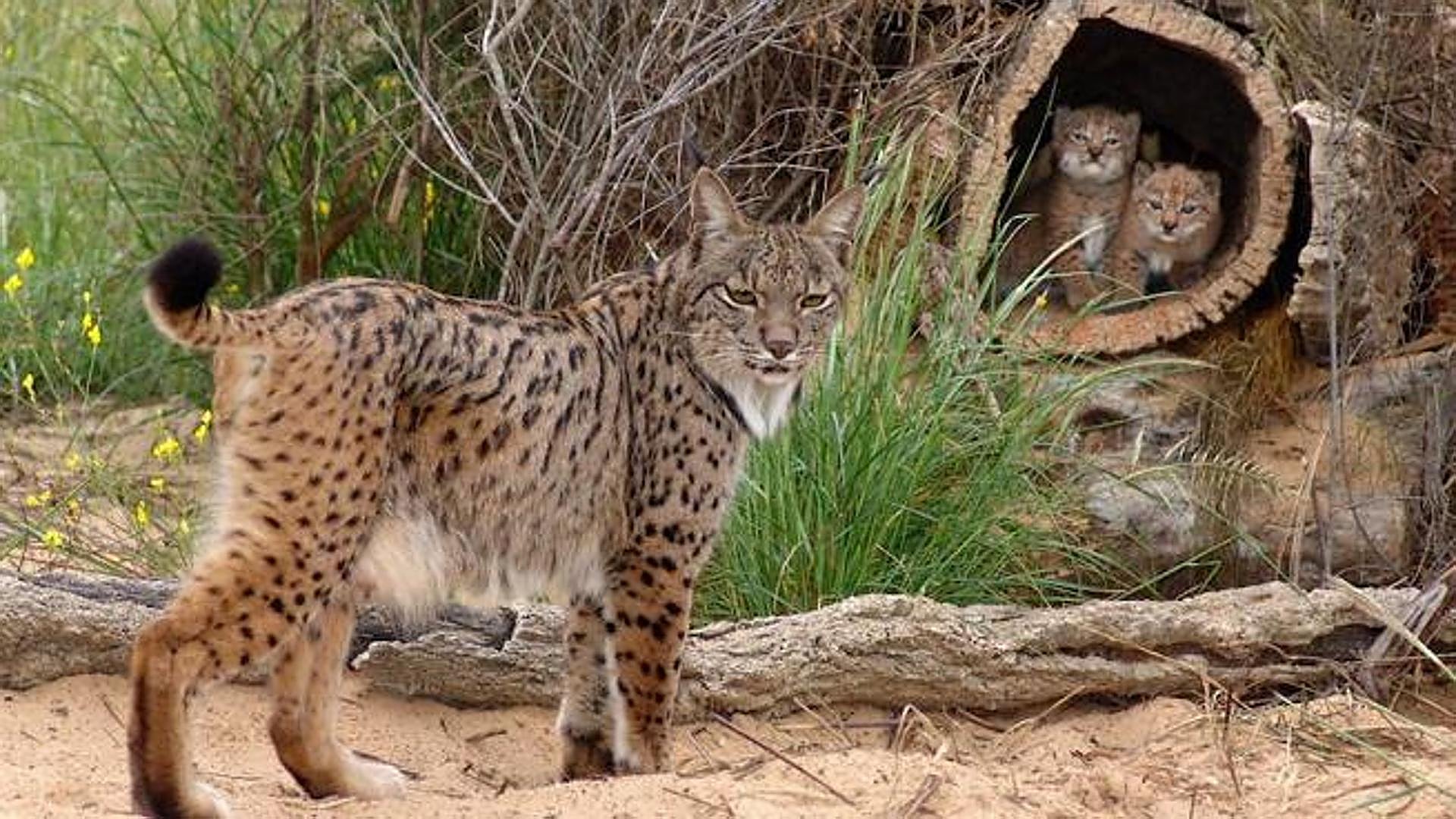 La población de lince ibérico en libertad crece por primera vez en más ...