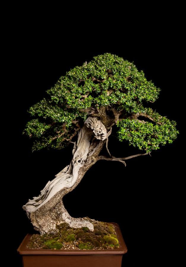 El arte milenario de los bonsáis se cultiva en Málaga | Diario Sur