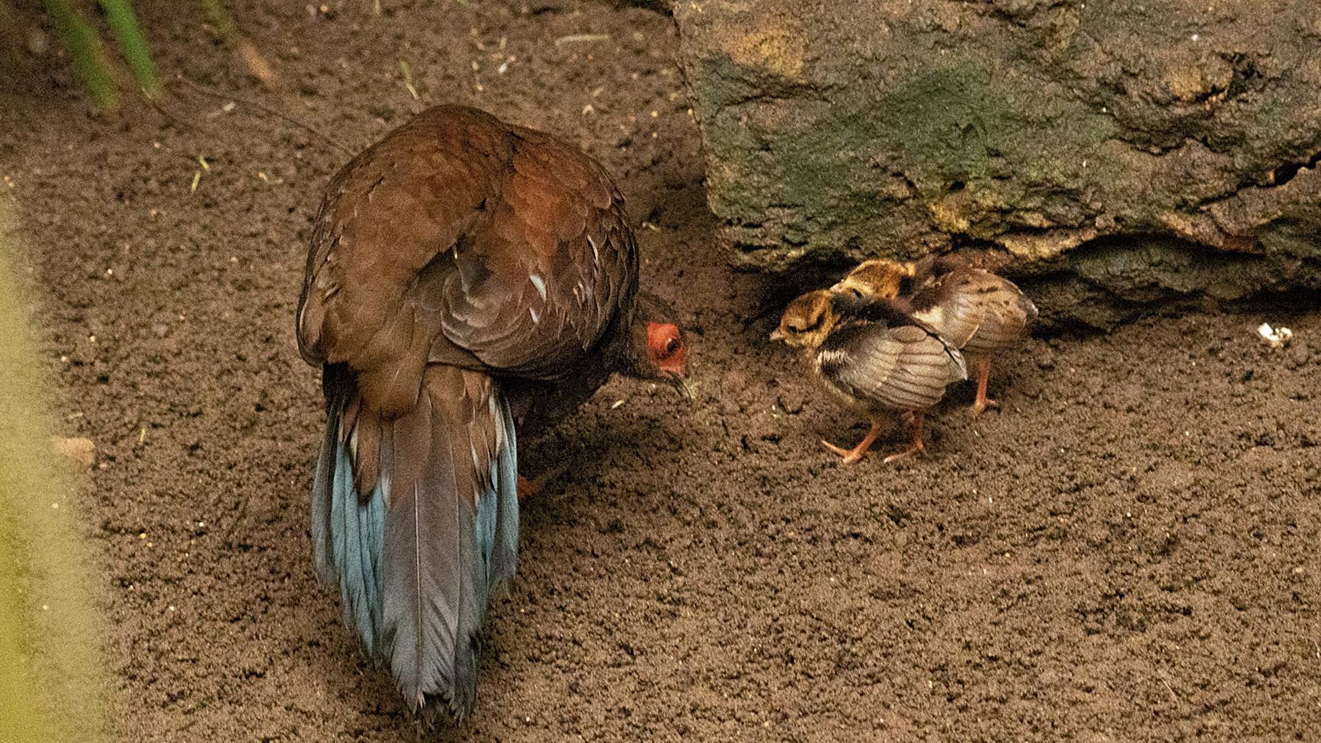 Nacen en Málaga dos polluelos de una especie de faisán en peligro de ...
