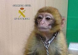 Intervienen un ejemplar de macaco en peligro de extinción | Diario Sur