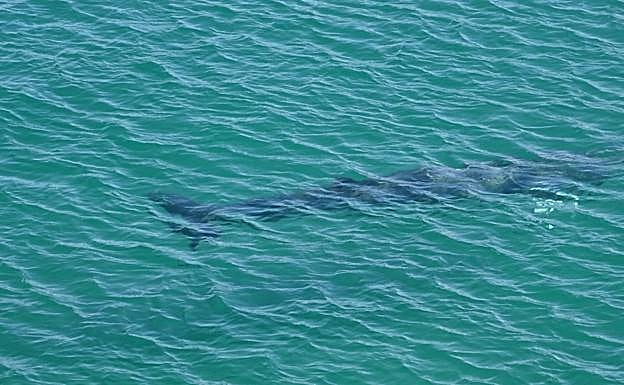 Aparece una ballena en Zarautz | El Diario Vasco