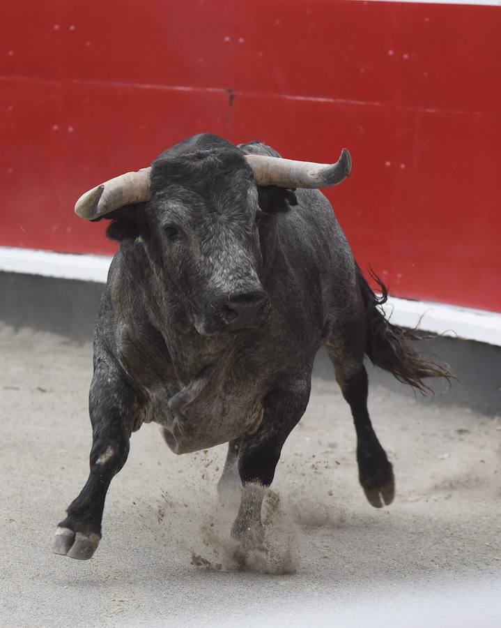 Fotos: Desencajonamiento de los toros en Azpeitia | El Diario Vasco