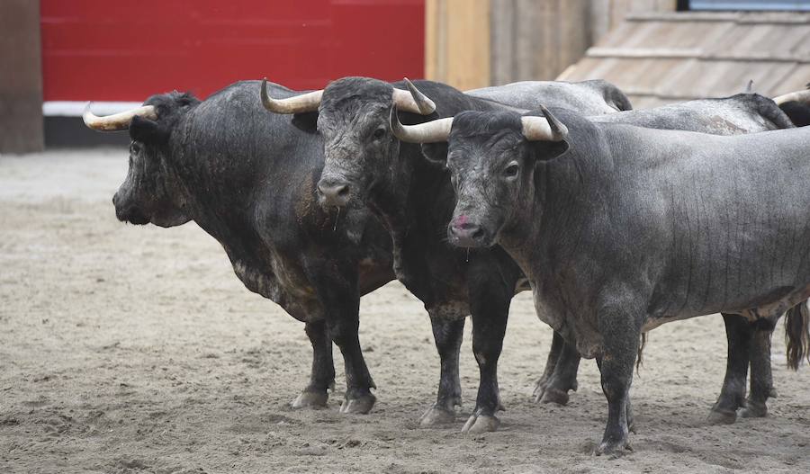 Fotos: Desencajonamiento de los toros en Azpeitia | El Diario Vasco
