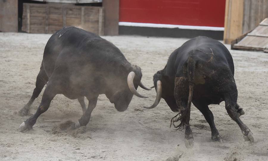 Fotos: Desencajonamiento de los toros en Azpeitia | El Diario Vasco