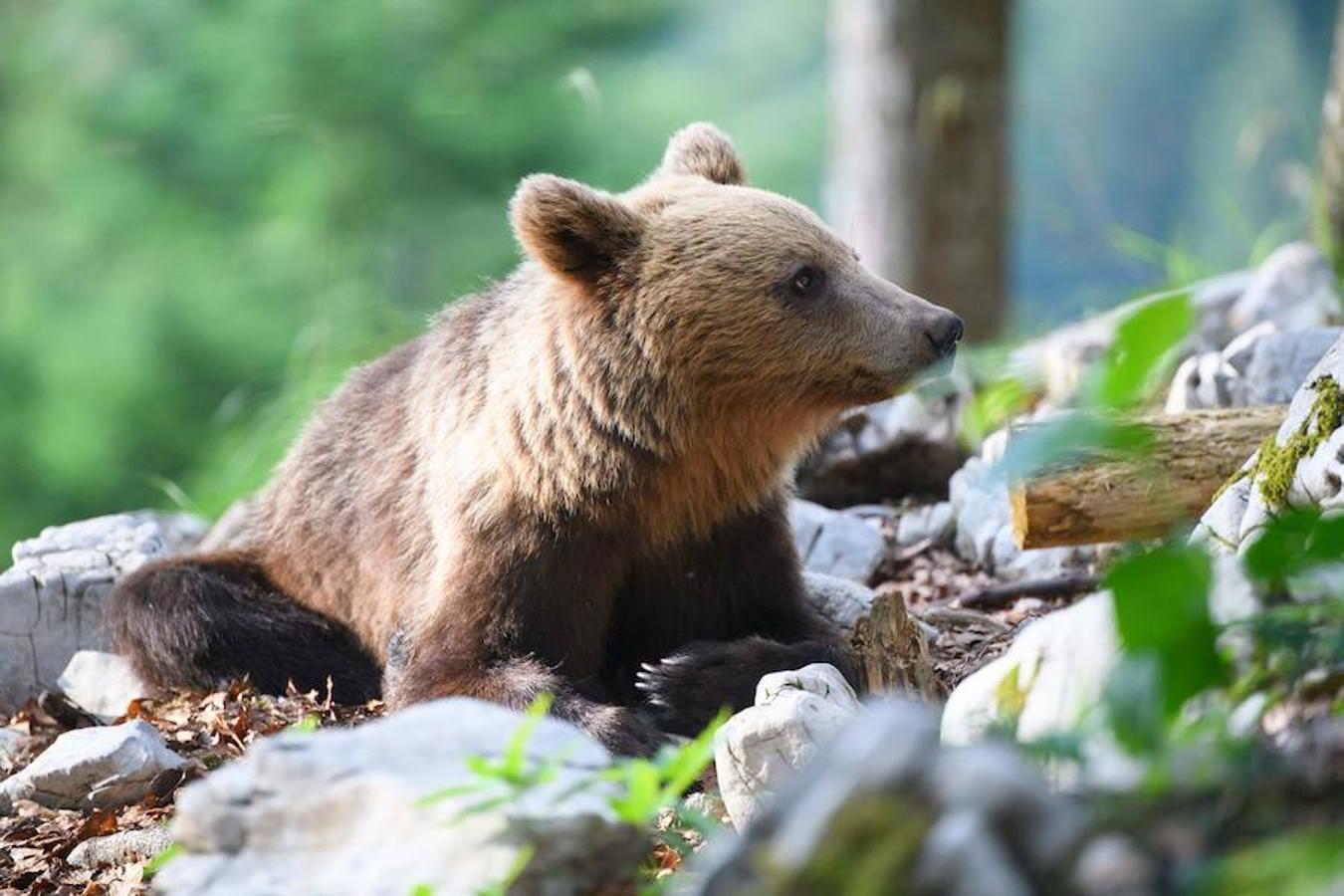 Fotos: La población de osos de Eslovenia esta en auge | El Diario Vasco