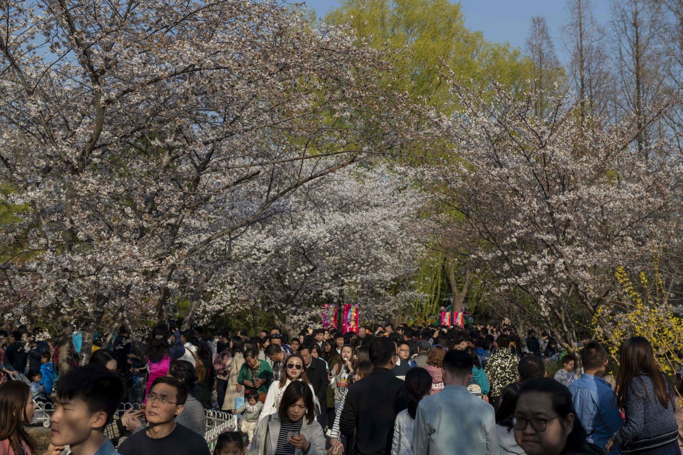 Fotos: Los cerezos comienzan a florecer en China | El Diario Vasco