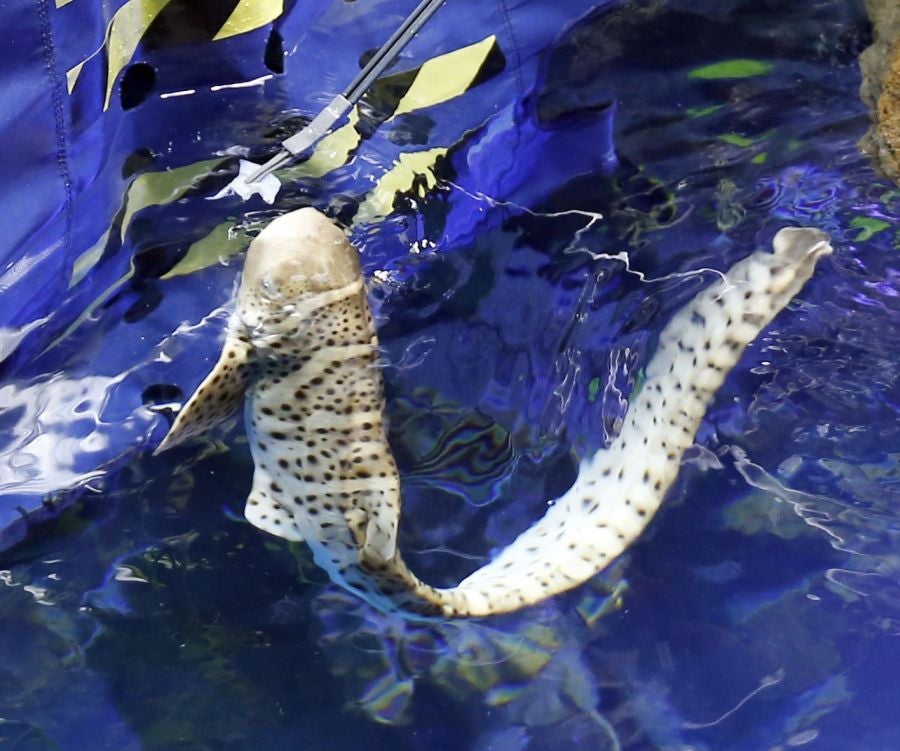 Fotos: El curioso tiburón cebra | El Diario Vasco