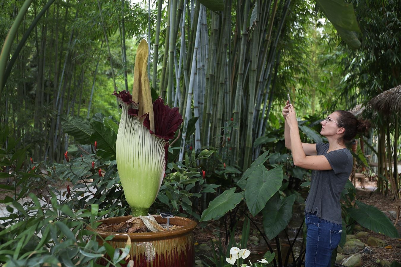 Fotos: Tras siete años, la 'flor cadáver' floreció | El Diario Vasco