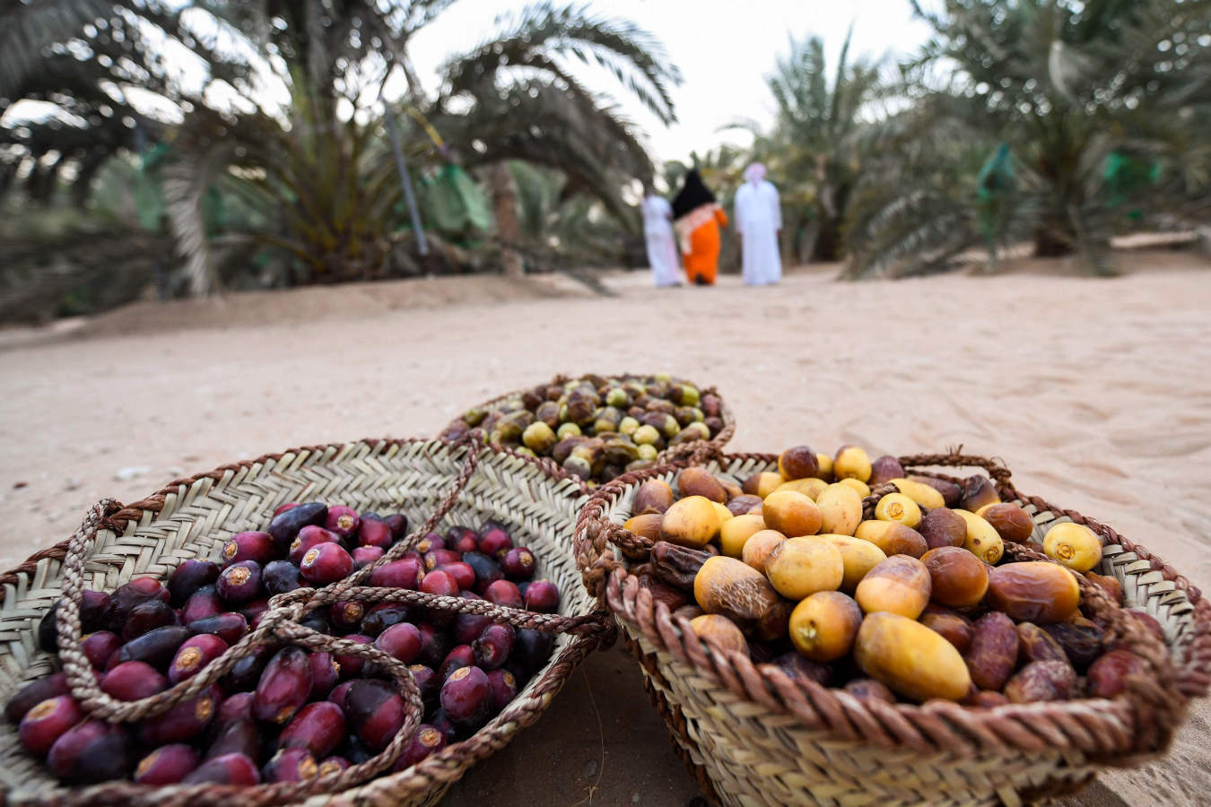 Fotos: En busca del mejor dátil | El Diario Vasco