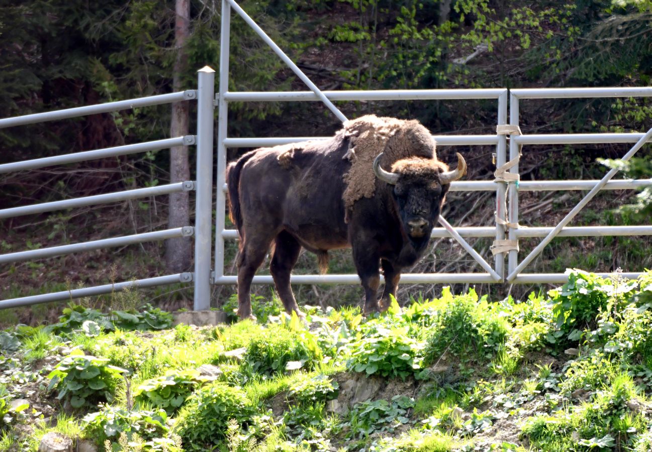 Fotos: El refugio del bisonte | El Diario Vasco