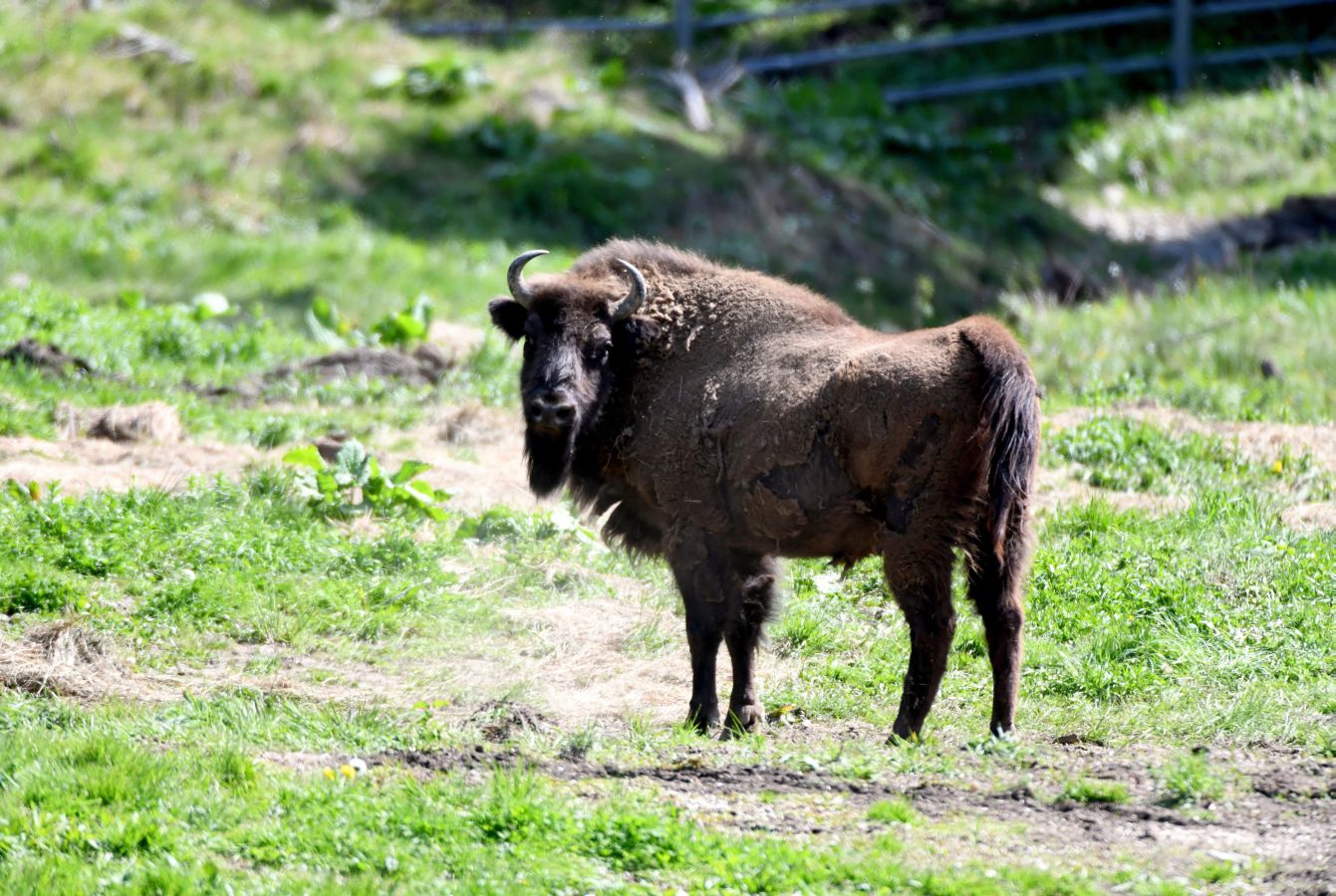 Fotos: El refugio del bisonte | El Diario Vasco
