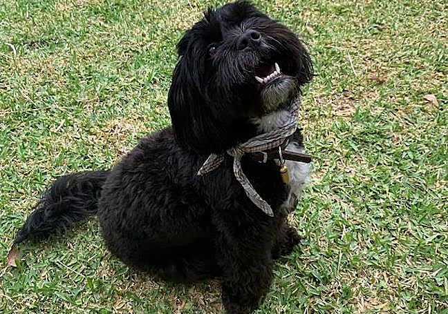 Mads Mikkelsen pasea a su perra Messi por las playas de Donostia | El ...
