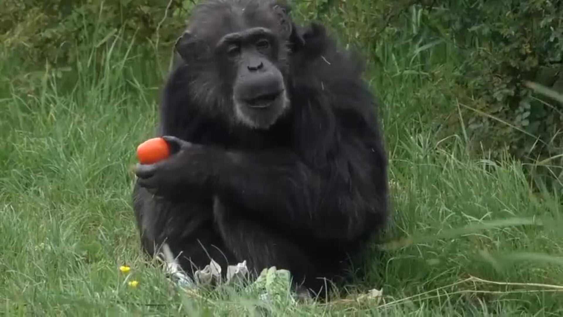 El chimpancé Koko cumple 50 años | El Diario Vasco