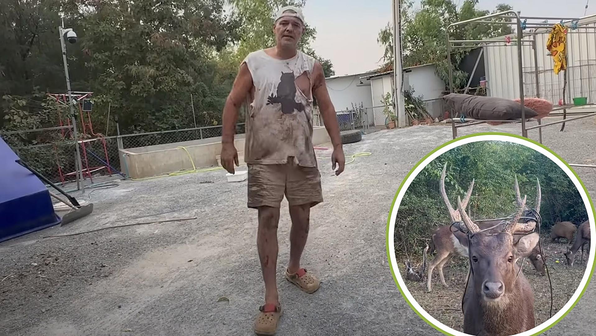 Así fue el ataque de uno de sus ciervos a Frank de la Jungla | El ...