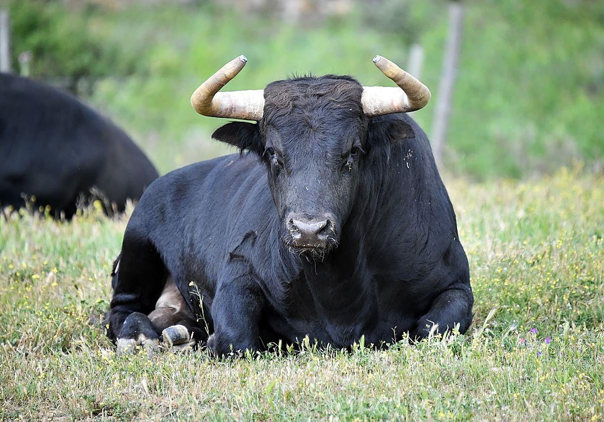 Una huida de película: un toro tira la apuerta abajo de un matadero ...