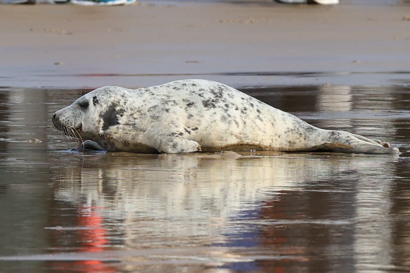 Los animales marinos que trae el temporal | El Diario Vasco
