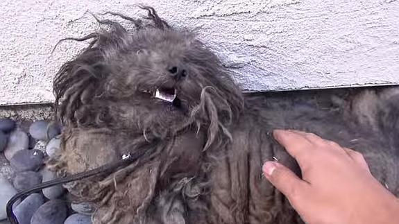 Impresionante transformación de un pequeño perro aterrorizado y ...