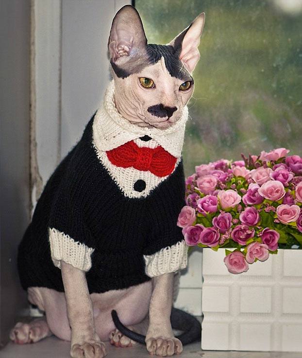 El gato que se parece a Hitler | El Comercio: Diario de Asturias
