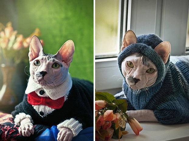 El gato que se parece a Hitler | El Comercio: Diario de Asturias
