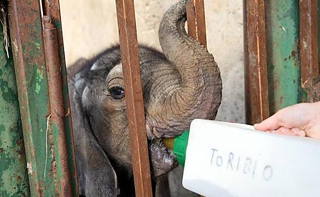 'Toribio', el nuevo elefante de Cabárceno | El Comercio: Diario de Asturias