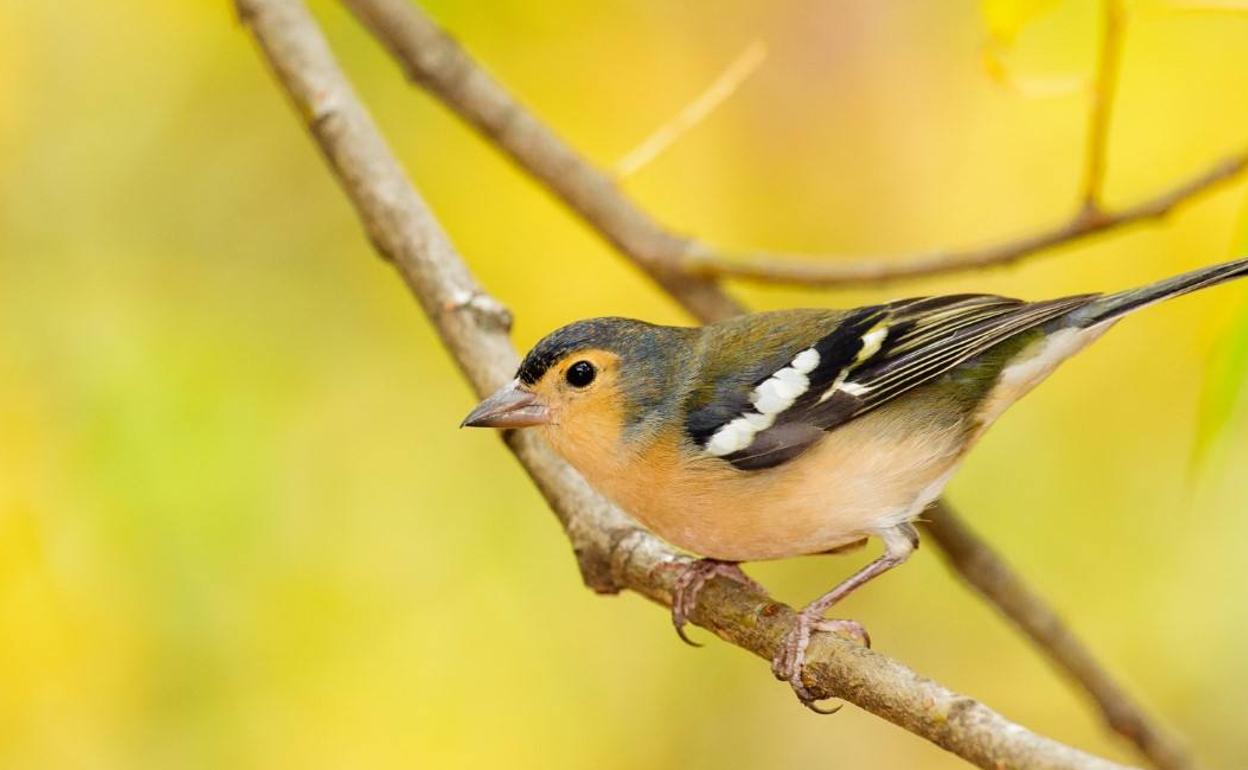 Investigadores de la Universidad de Oviedo identifican nuevas especies ...