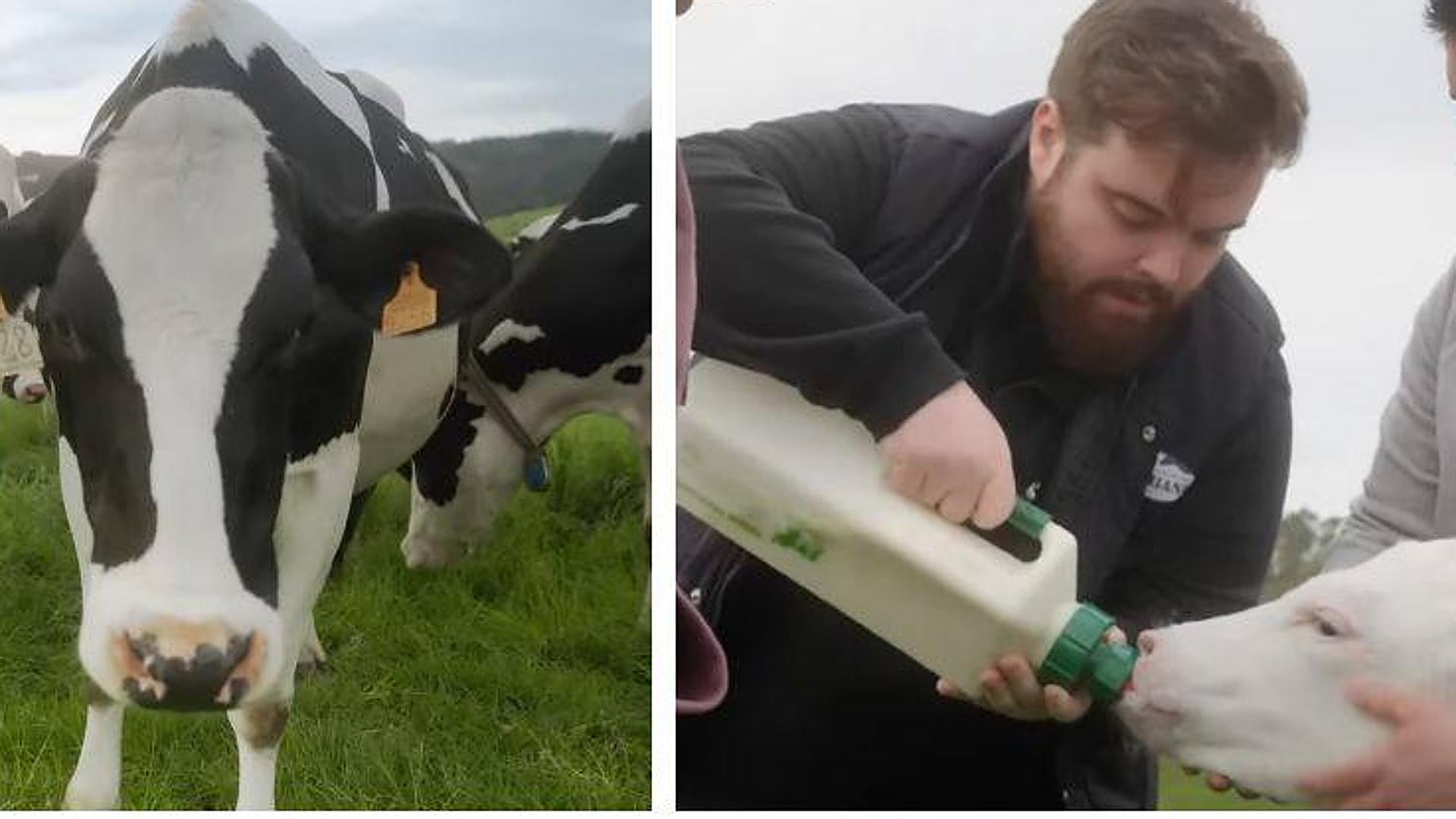 La primera vez de Ibai Llanos ordeñando una vaca en Castropol: «Yo bebo ...