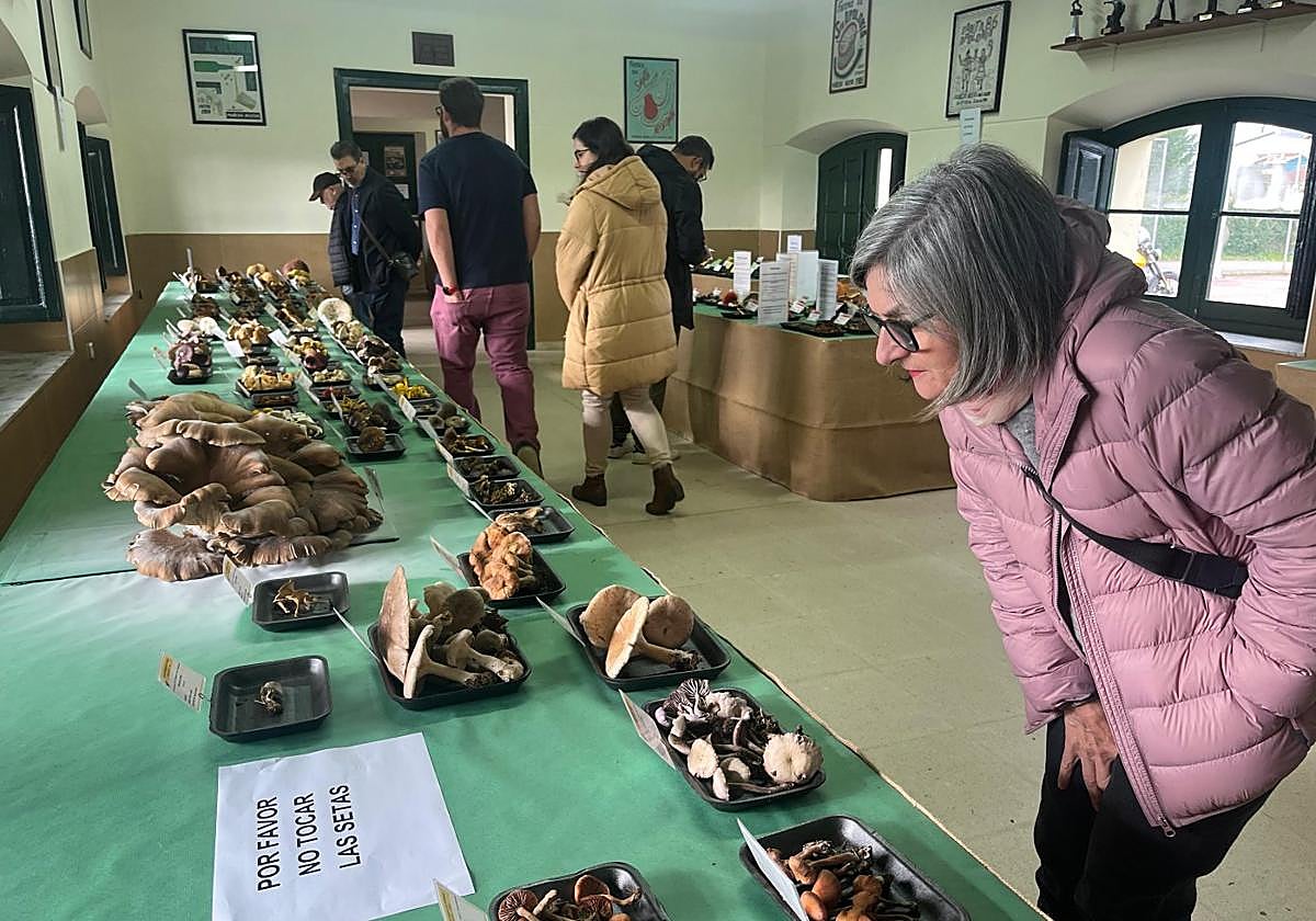 Récord de setas en las jornadas de Pañeda con casi 400 tipos | El ...
