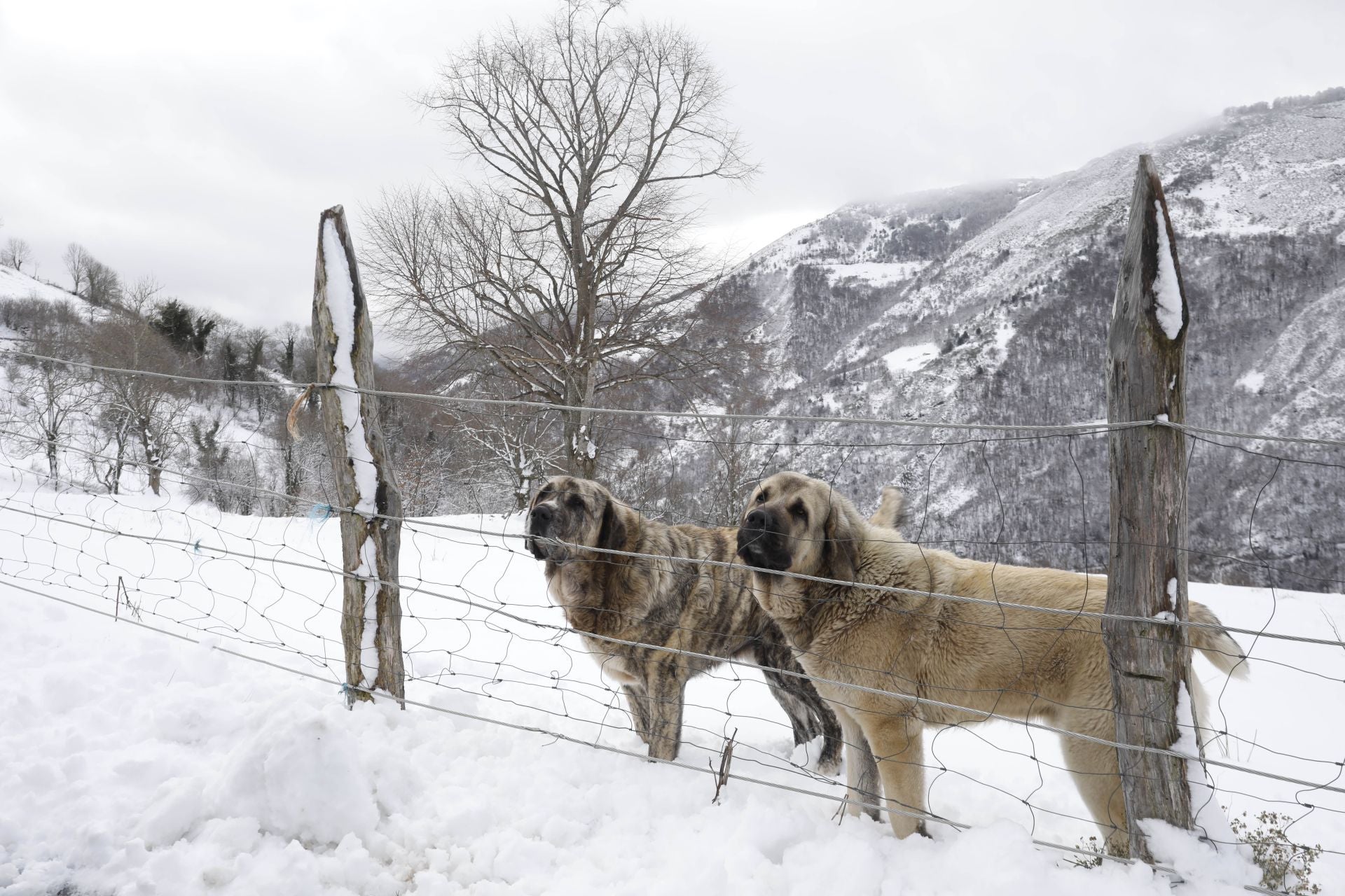 Asturias, bajo la nieve: las fotos que deja la borrasca 'Francis' | El ...