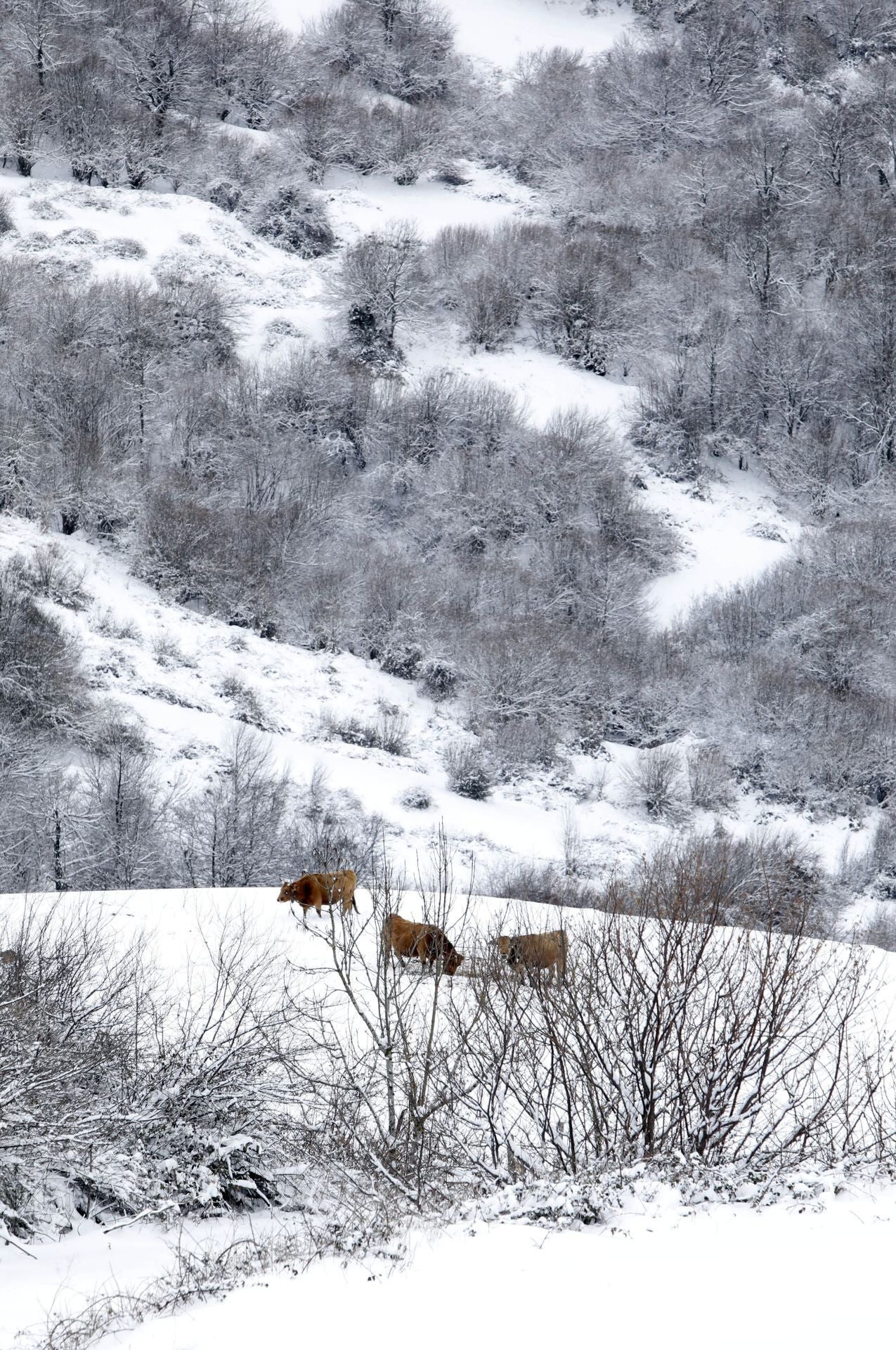 Asturias, bajo la nieve: las fotos que deja la borrasca 'Francis' | El ...