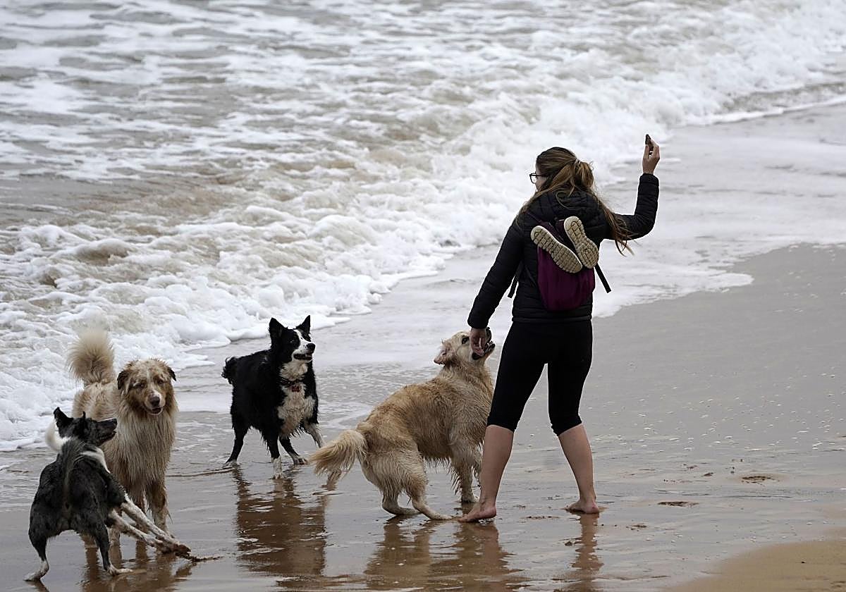 El debate de las playas para perros en Asturias este verano: solo seis ...