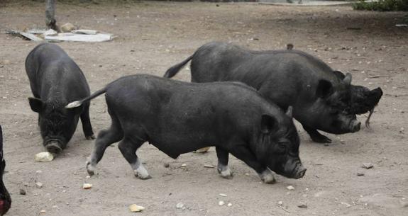 El cerdo vietnamita se extiende por el monte asturiano | El Comercio