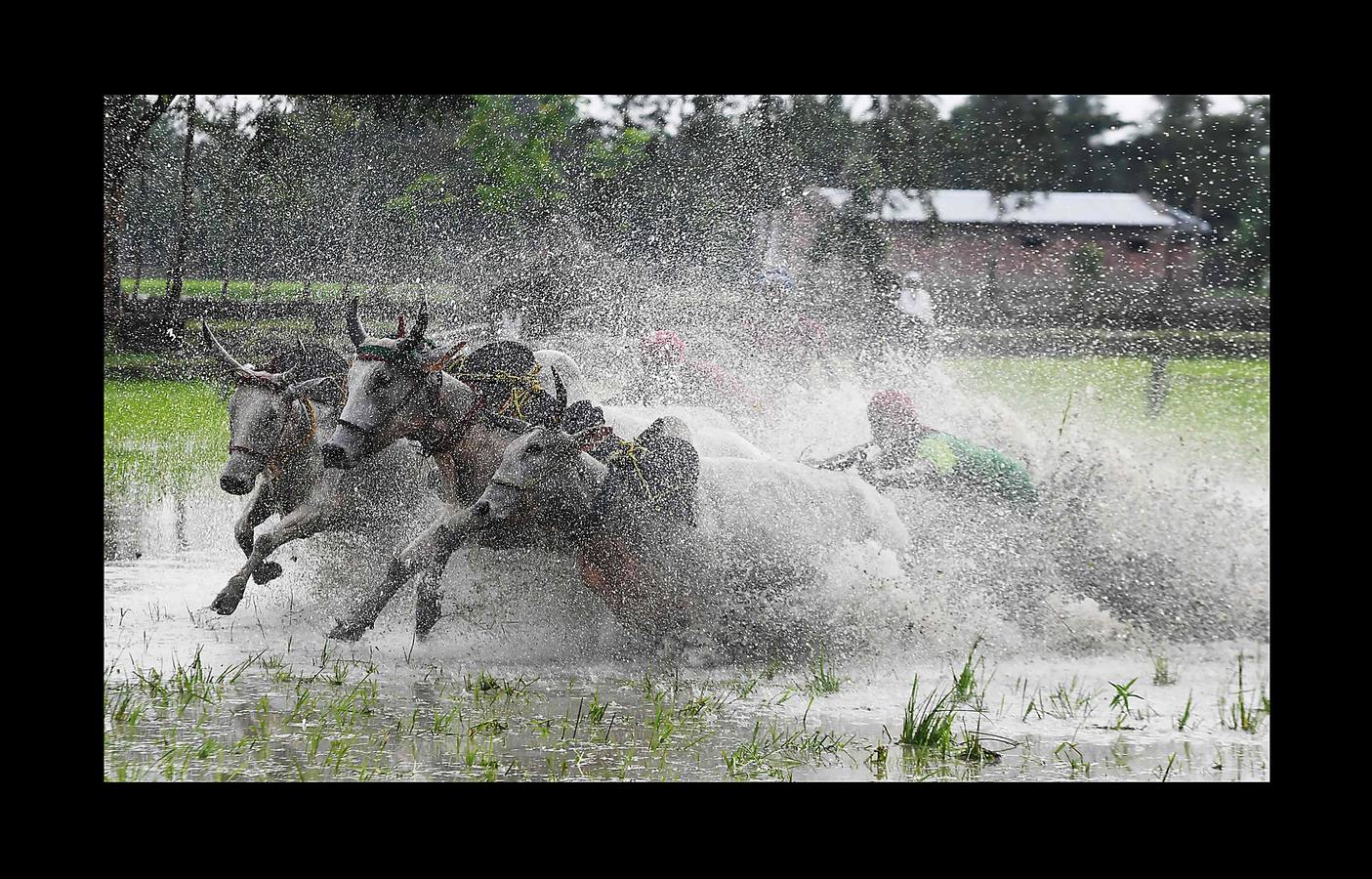 Fotos: La fiesta del arroz | El Correo