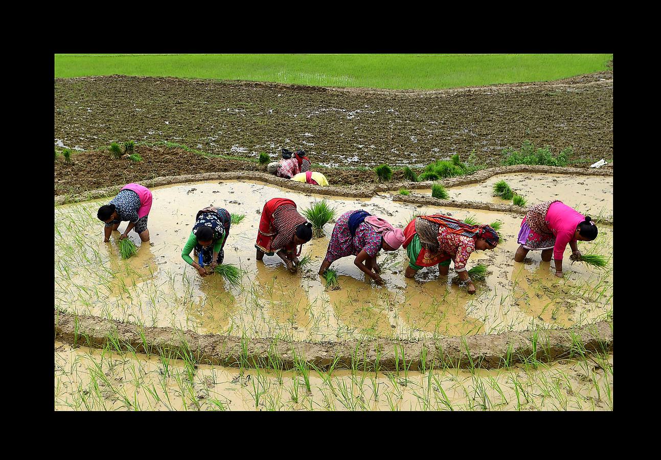 Fotos: La fiesta del arroz | El Correo
