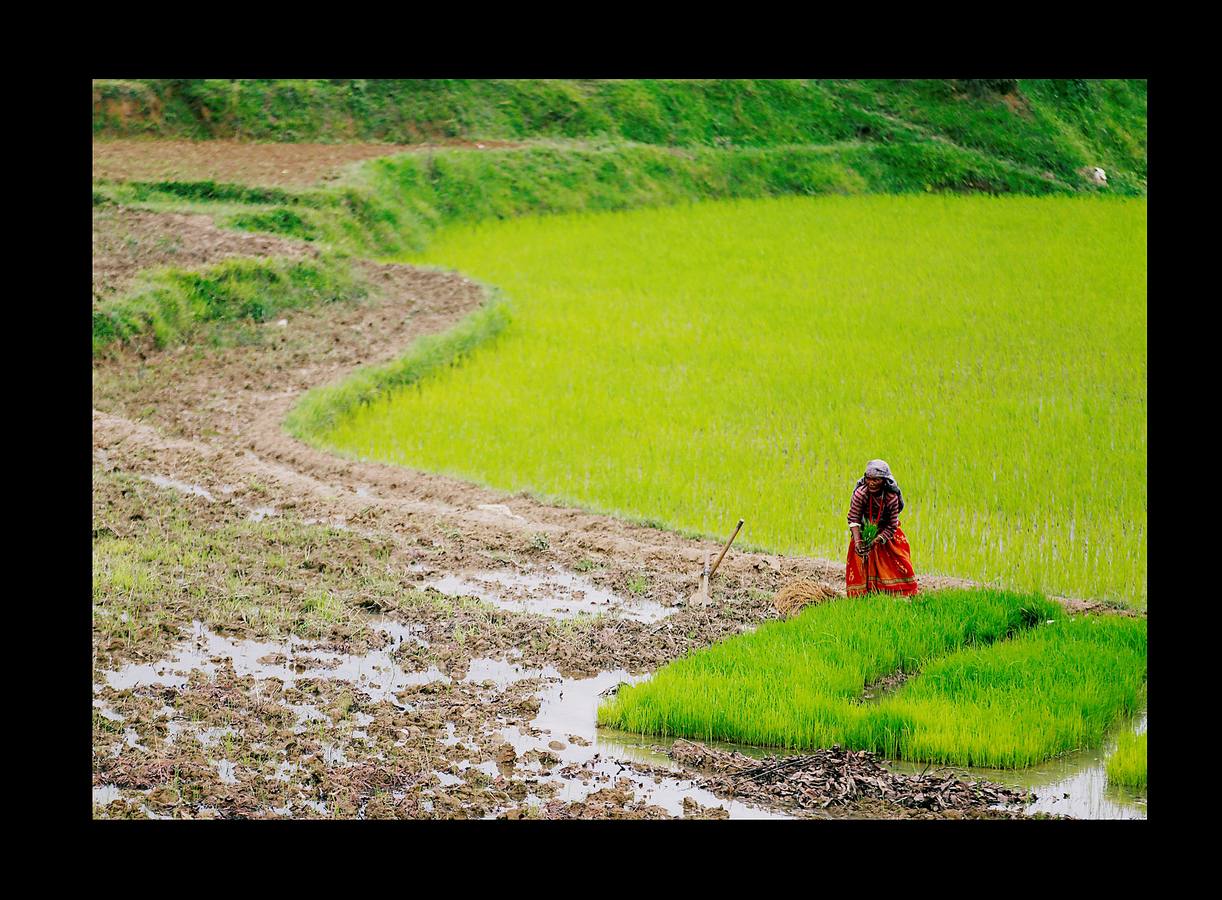Fotos: La fiesta del arroz | El Correo