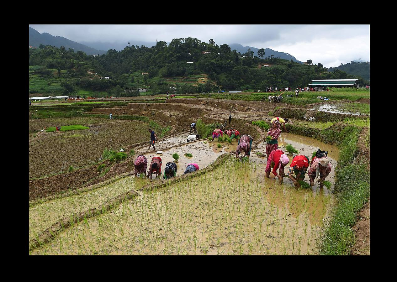 Fotos: La fiesta del arroz | El Correo