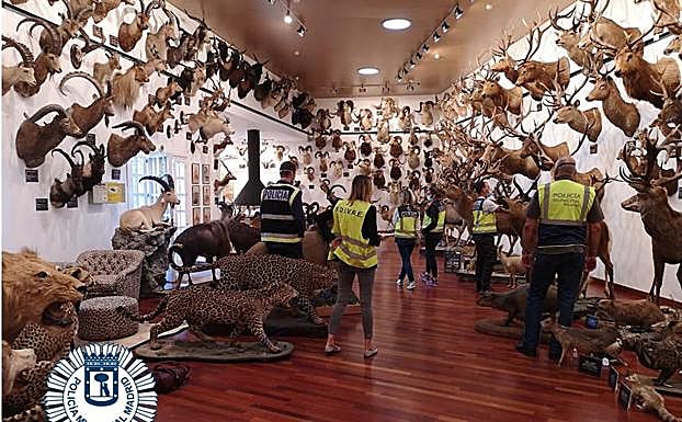 Intervenidos en Madrid 49 animales disecados como osos, linces ...