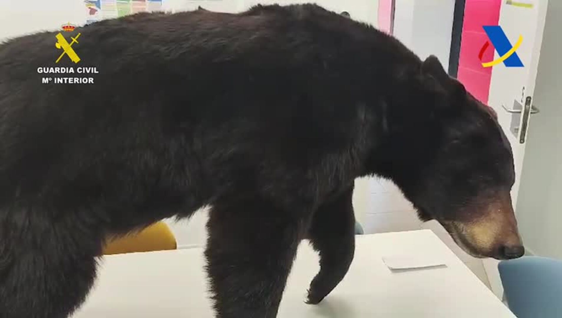 Intervienen un oso disecado en el Puerto de Bilbao | El Correo