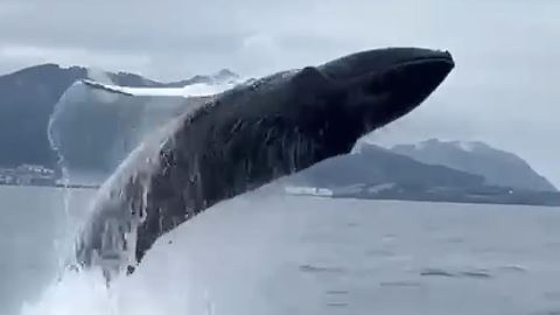Avistan dos ballenas jorobadas frente a la costa de Santurtzi | El Correo