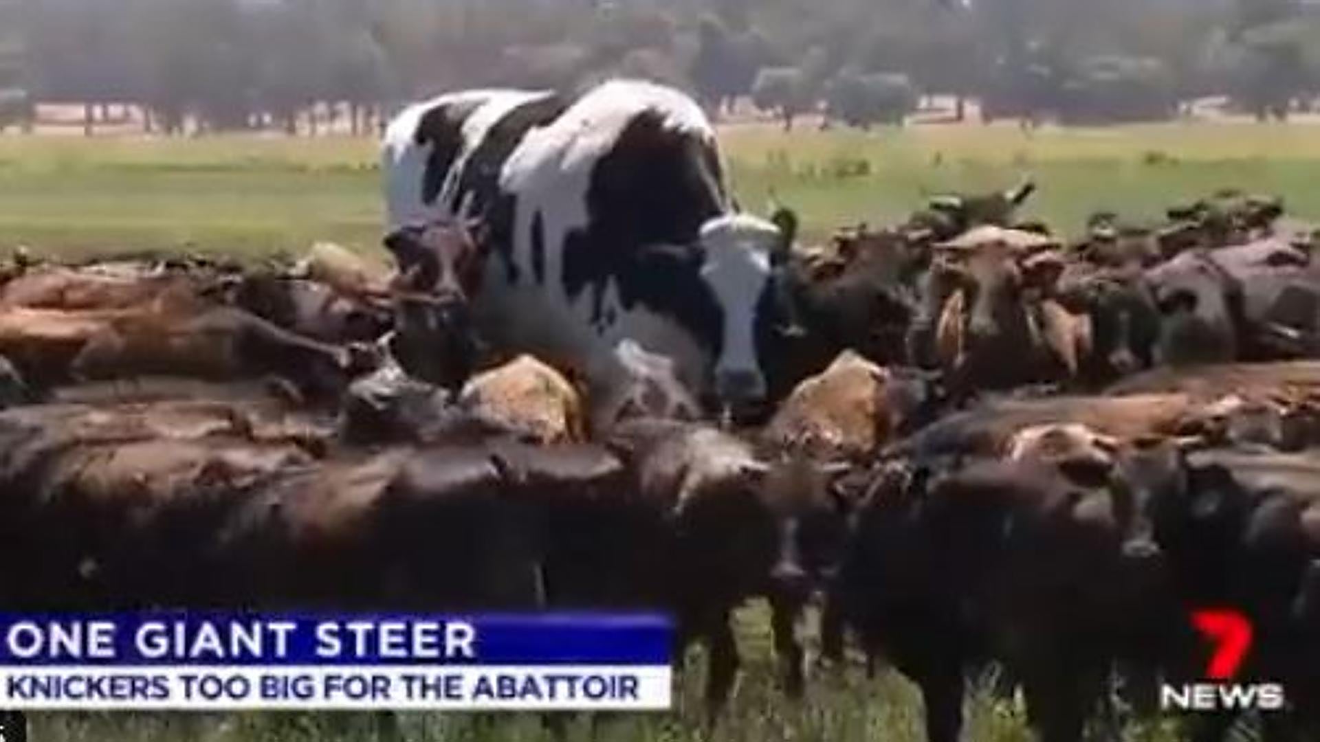 La vaca gigante de dos metros que asombra a Australia | El Correo