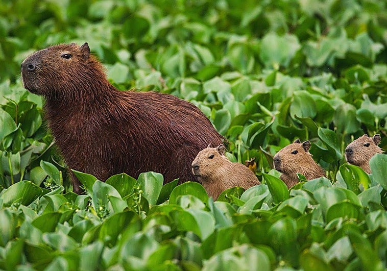 Capibara, el mayor roedor del planeta al que las redes han puesto de ...