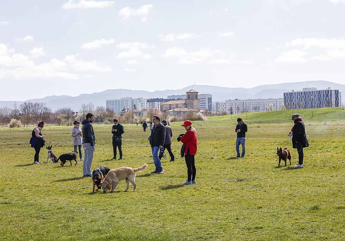 La futura ordenanza de animales prohíbe llevar al perro suelto en 4 ...