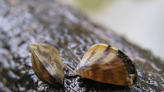 El mejillón cebra llega al embalse de Gorostiza en Barakaldo | El Correo